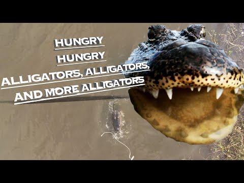 INSANE WILD AND HUNGRY ALLIGATORS, ALLIGATORS, AND MORE ALLIGATORS after Hurricane Delta in 2020 ...