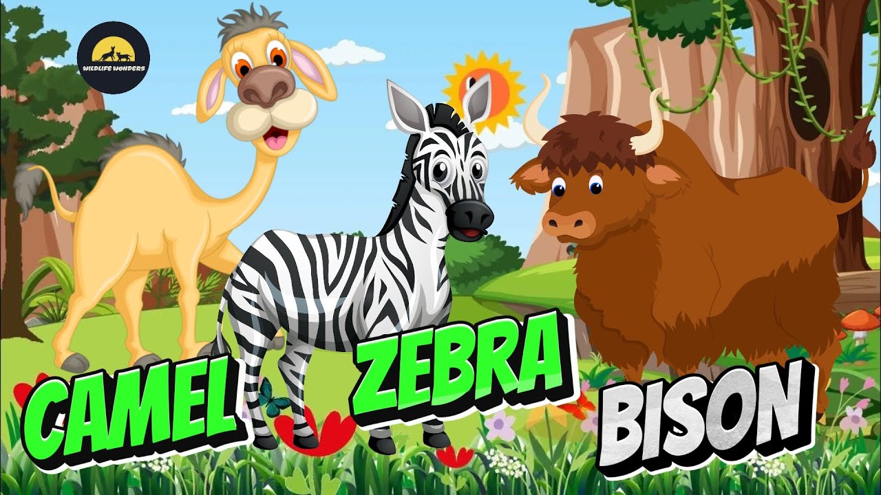 Animal Sounds Zebra Bison Camel - YouTube