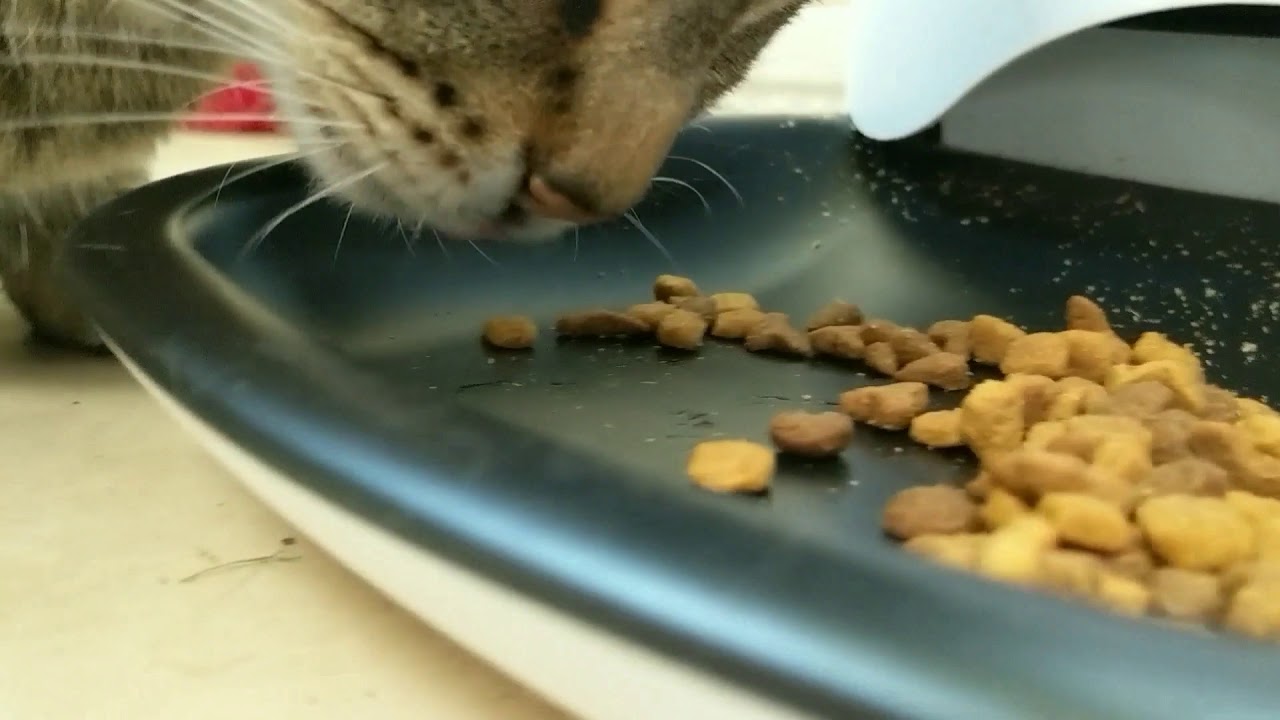 Cat eating kibble - YouTube
