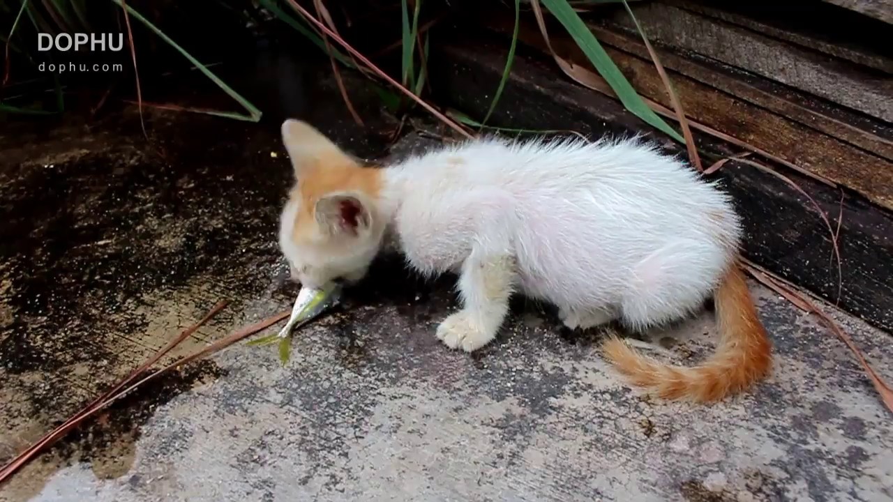 Kitten Eating Fish - YouTube