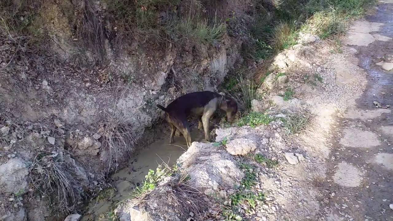 Perro o Jabalí, perro vs jabalí - YouTube