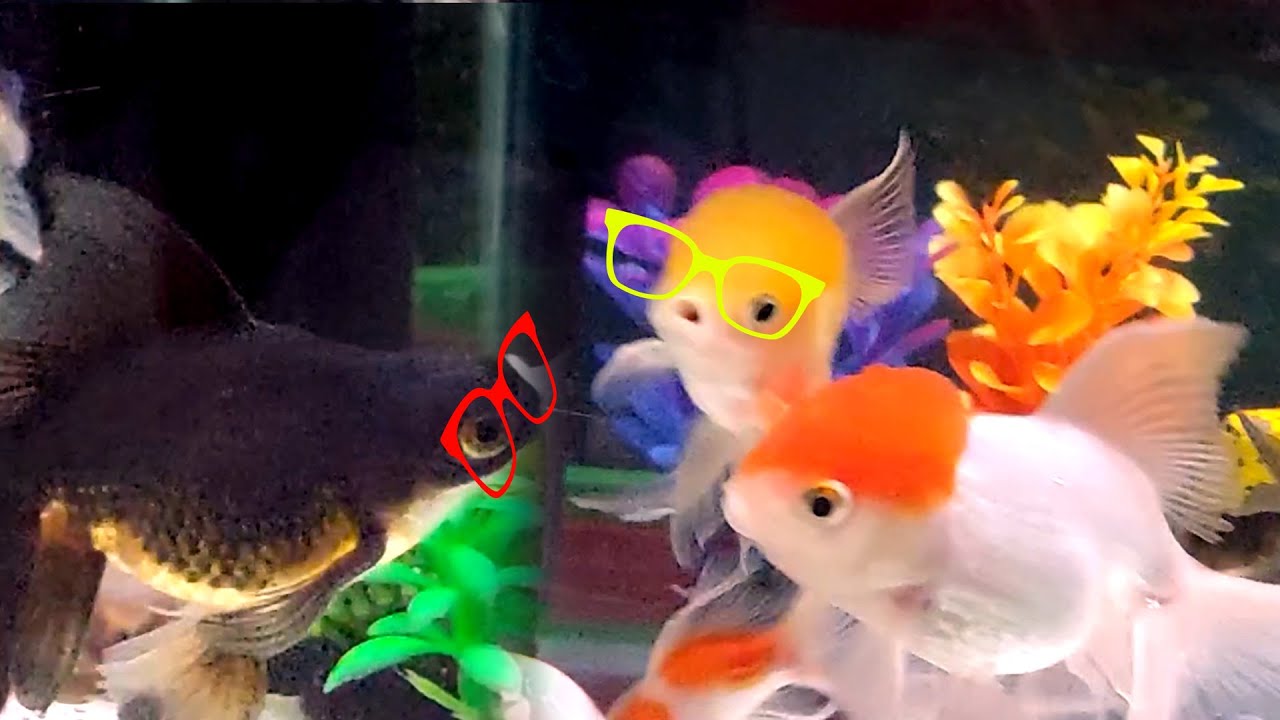 The gang of cute goldfish waiting for their snack - YouTube