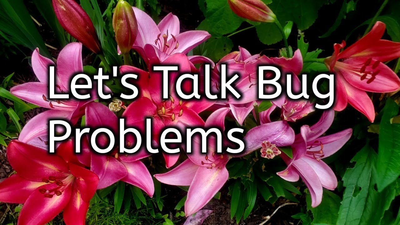 Let's Talk Bug Problems! - YouTube