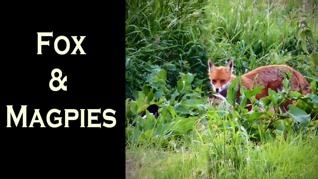 Fox & Magpies - YouTube
