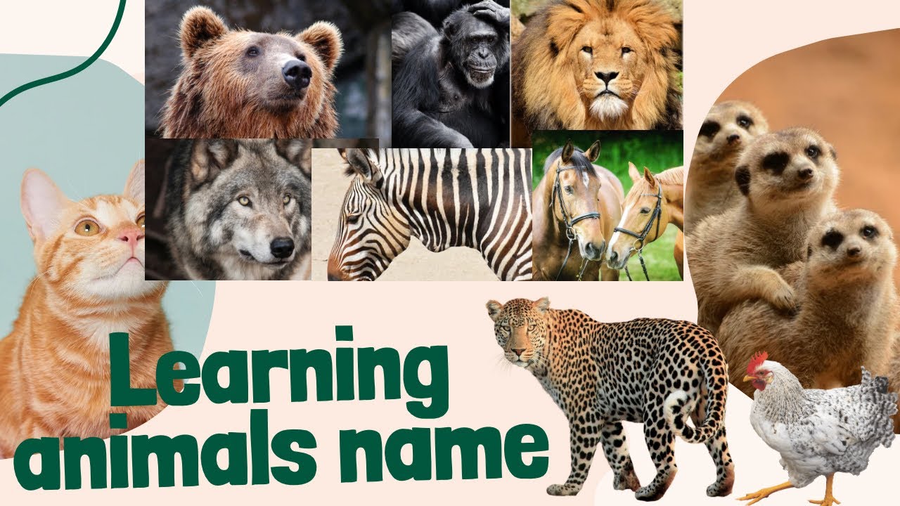 Animals And Birds Sounds YouTube animals-and-birds-sounds-youtube