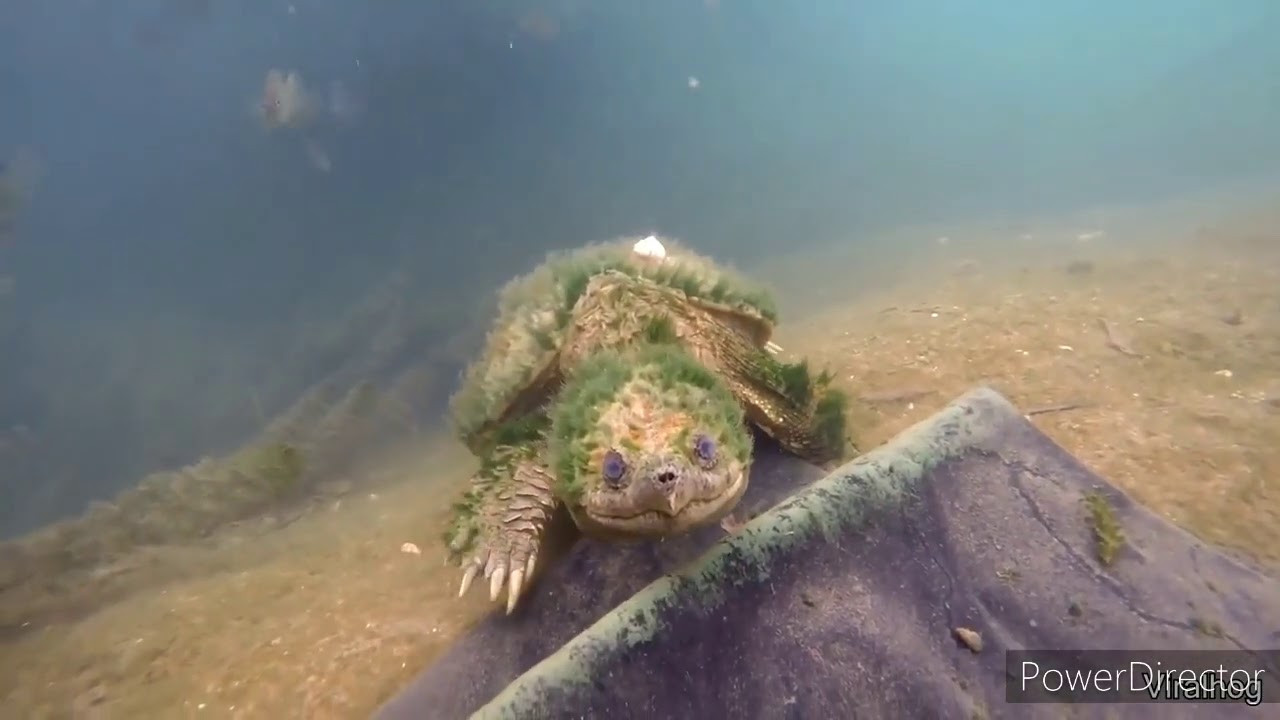 The oldest turtle ever recorded - YouTube