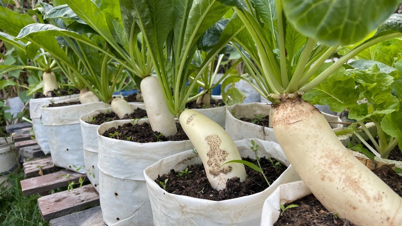 How To Grow Chinese Radish from Seeds - YouTube