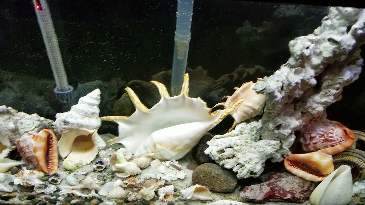 How full do you fill your fish tank? - YouTube