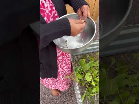 Green moongdal pesalu harvesting from my garden 🪴 usa 🇺🇸 # ...