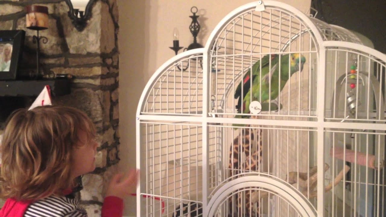 cute kid learns parrot to wave and say bye bye - YouTube