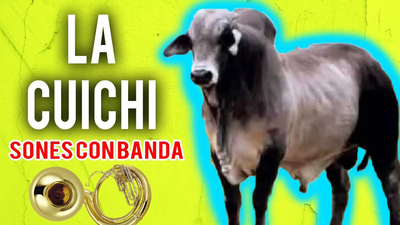 Como Tocar LA CUICHI en TUBA... - YouTube