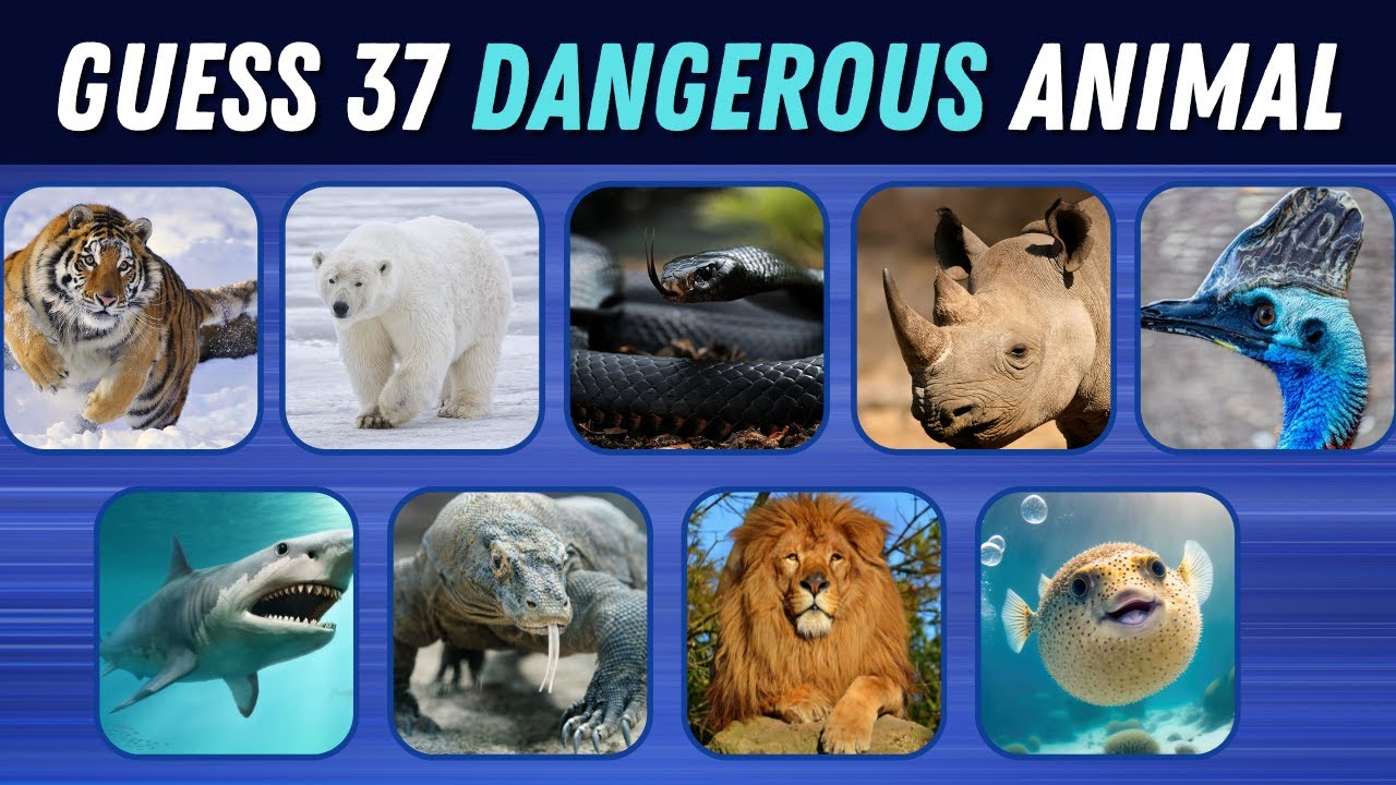 Guess 37 Dangerous Animal in the world || animal quiz - YouTube