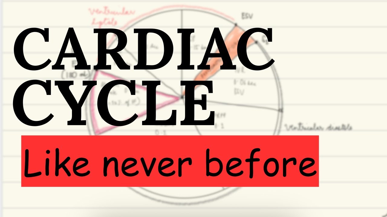 Cardiac cycle made EASY🫀| Finally understand heart sounds! - YouTube
