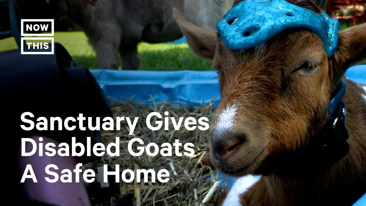 Goats of Anarchy Gives Goats with Disabilities a Second Chance - YouTube