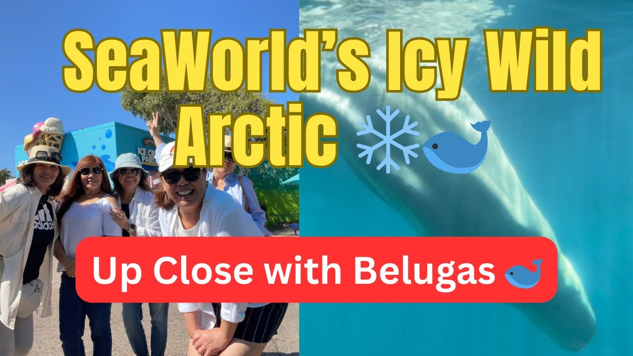 Exploring Wild Arctic at SeaWorld San Diego | Beluga Whales, Walruses ...
