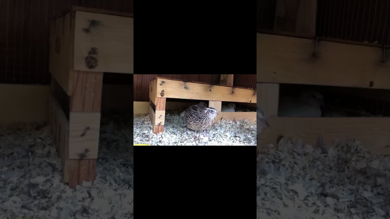 Ndege Aina Ya Kware (Quail) Ninaofuga Nyumbani - YouTube