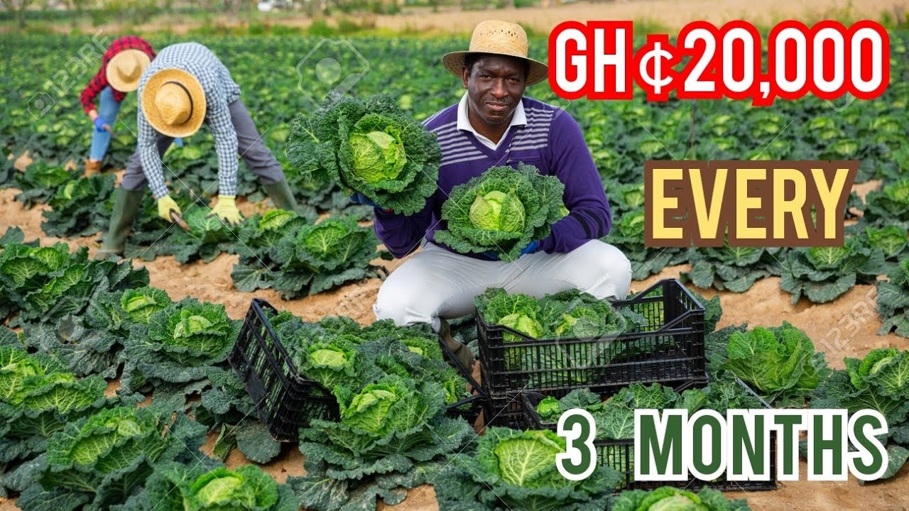How To Use GHC 3000 In Making GHC 20,000 In Cabbage Farming In Ghana ...