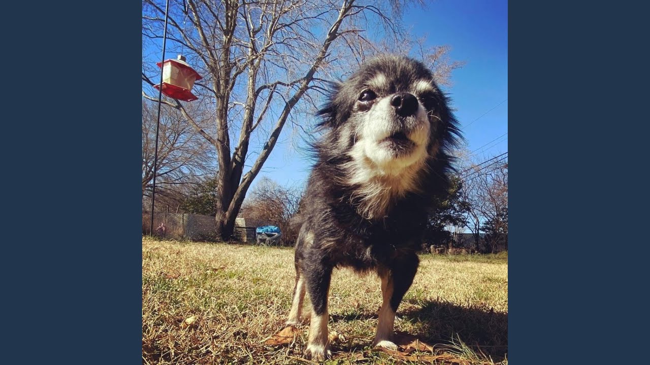 Pudgy Goes OWA OWA (Pudgywoke Official Song) - YouTube