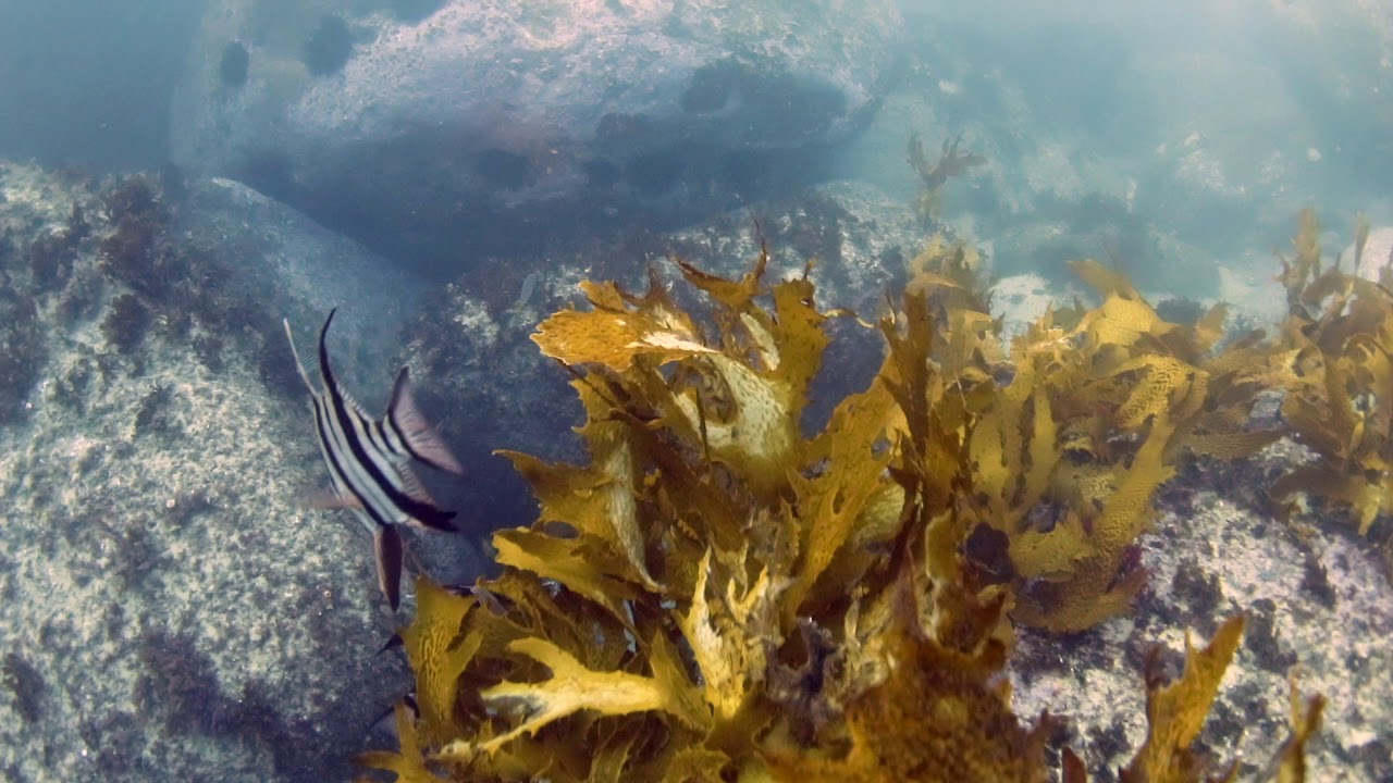 Manly winter scuba dive 12/08/2017 - YouTube