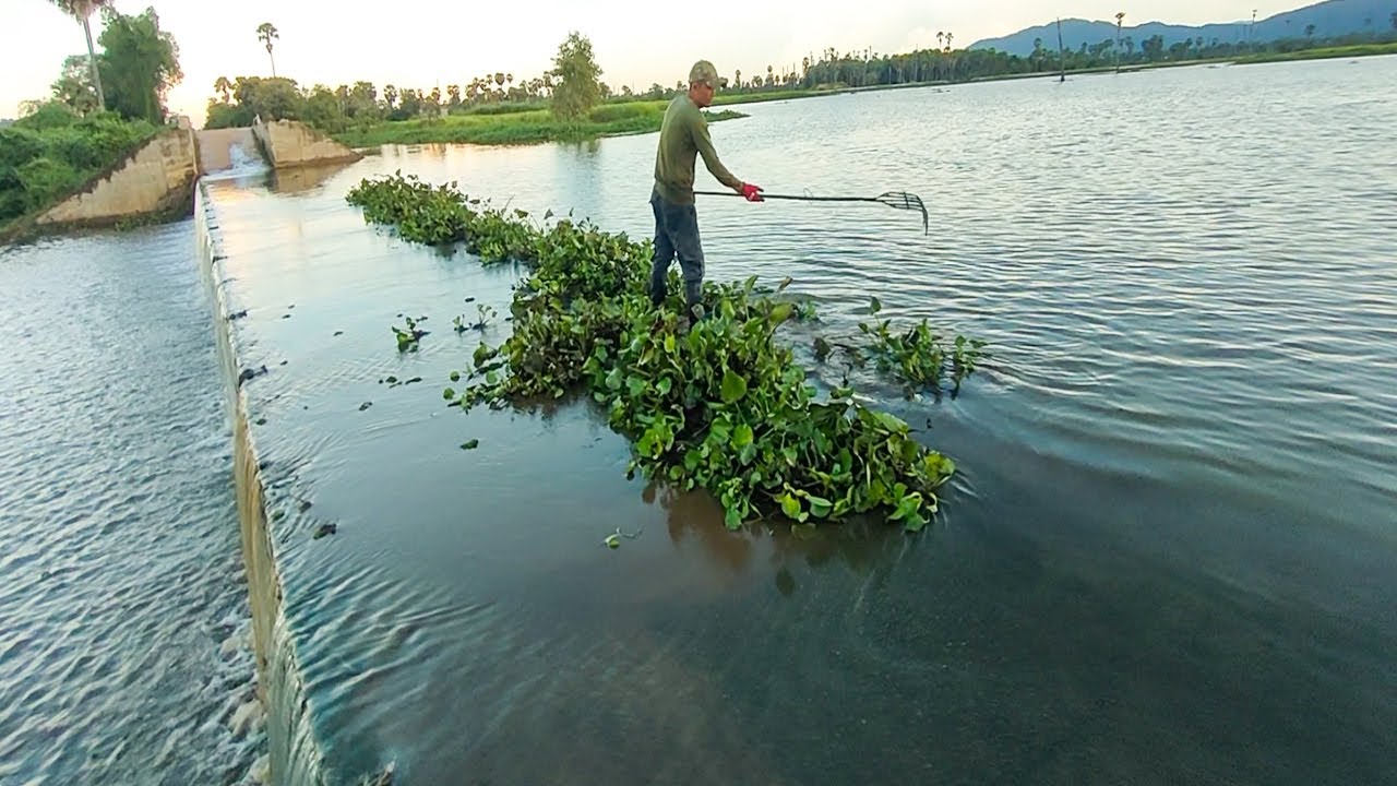 Massive Dam Drainage! Removal Floating Plants Clogged On Dam Drain ...
