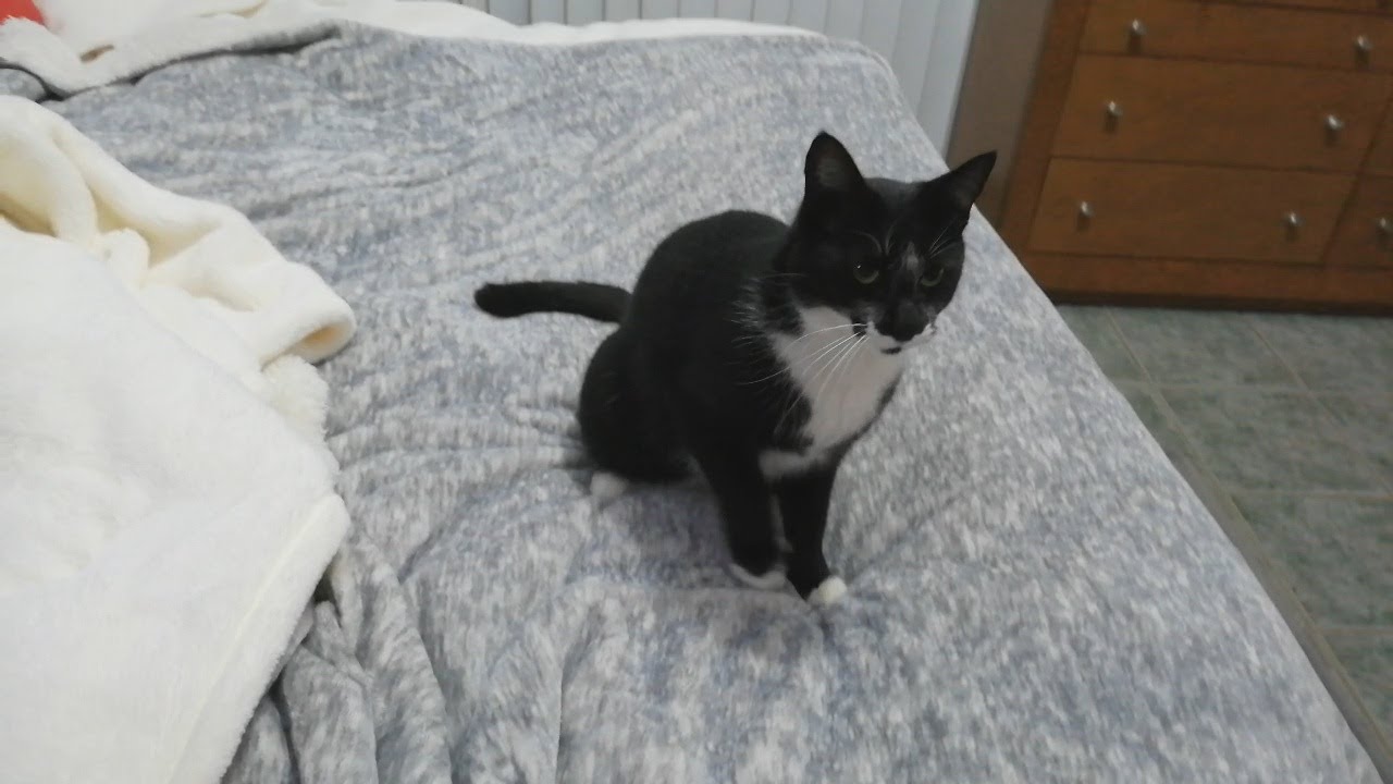 Mis gatos amasando - YouTube
