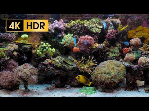 Coral Reef Aquarium - 4K HDR 60 fps - no loop