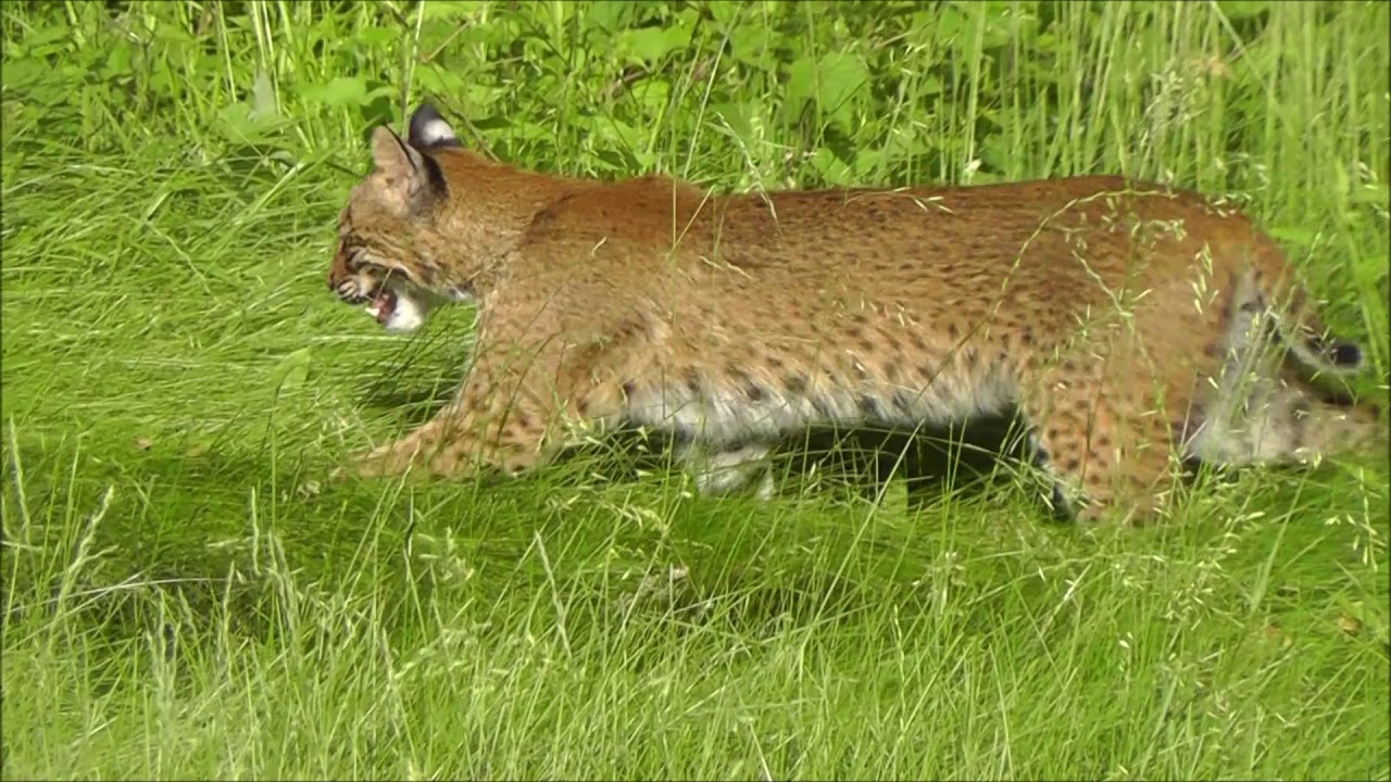 Bobcat in Westport, CT (2 of 2 edited) - YouTube