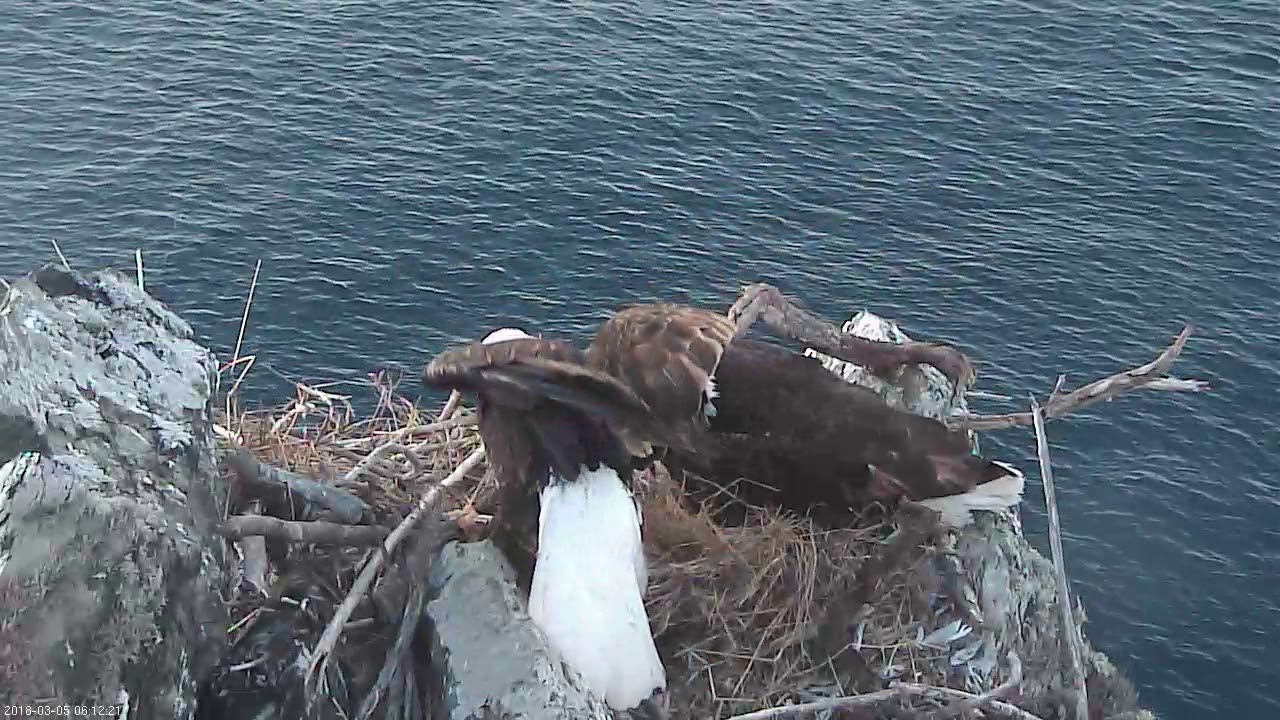 Two Harbors Bald Eagle Cam 03-05-2018 06:00:27 - 07:00:28 - YouTube