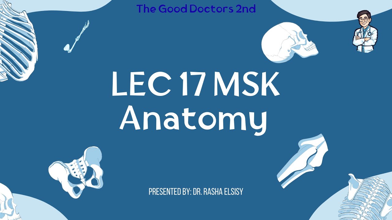 Lec 17 Anatomy MSK - YouTube