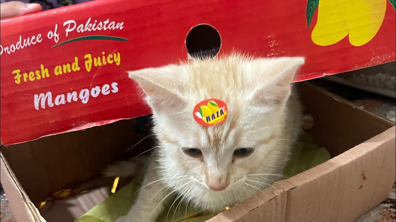 My silly kittens opened the mango carton: Funniest Videos 2024 When God ...
