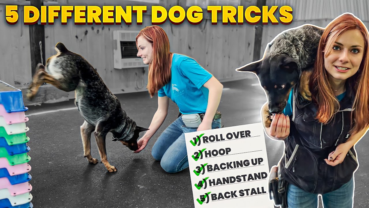 Unleash The Wow Factor 5 Easy Dog Tricks To Impress Your Friends YouTube unleash-the-wow-factor-5-easy-dog-tricks-to-impress-your-friends-youtube