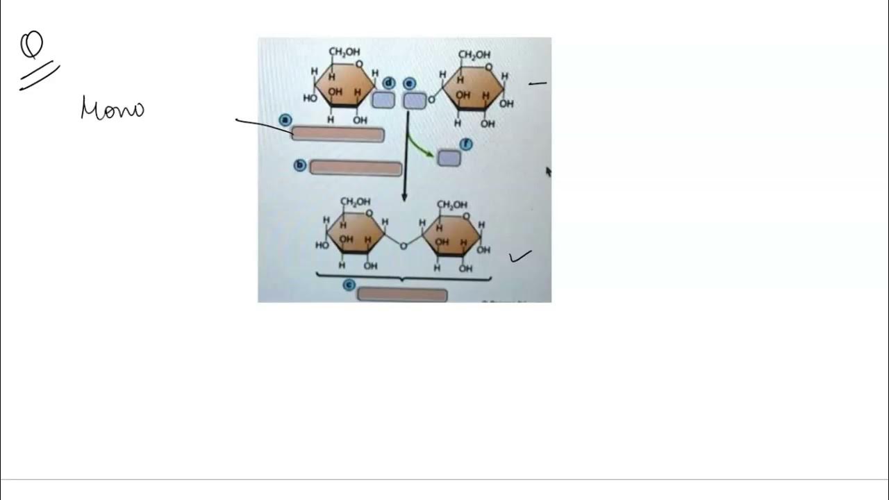 This diagram shows a chemical reaction in which two glucose molecules combine to form a molecule ...