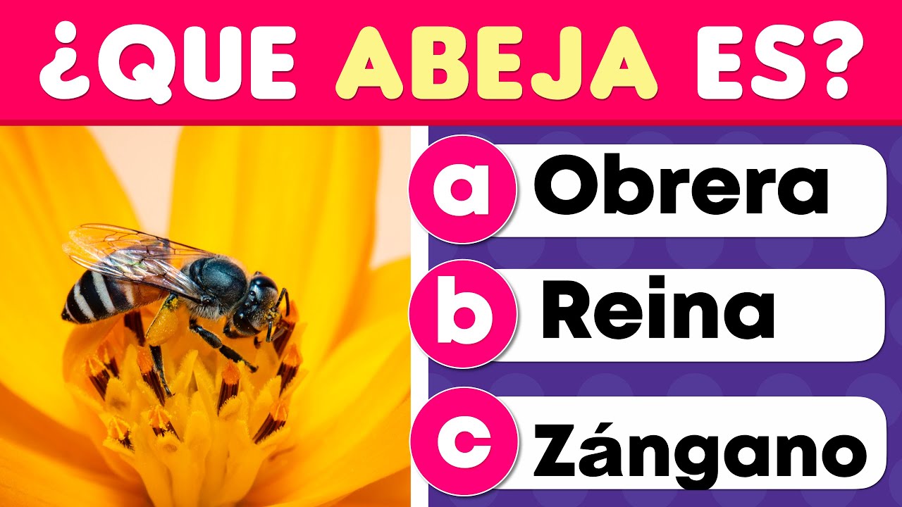 ¿Cuánto Sabes de las ABEJAS? 🐝🐝 Trivia sobre Animales | Trivia| Quiz | ANIMAL QUIZ - YouTube