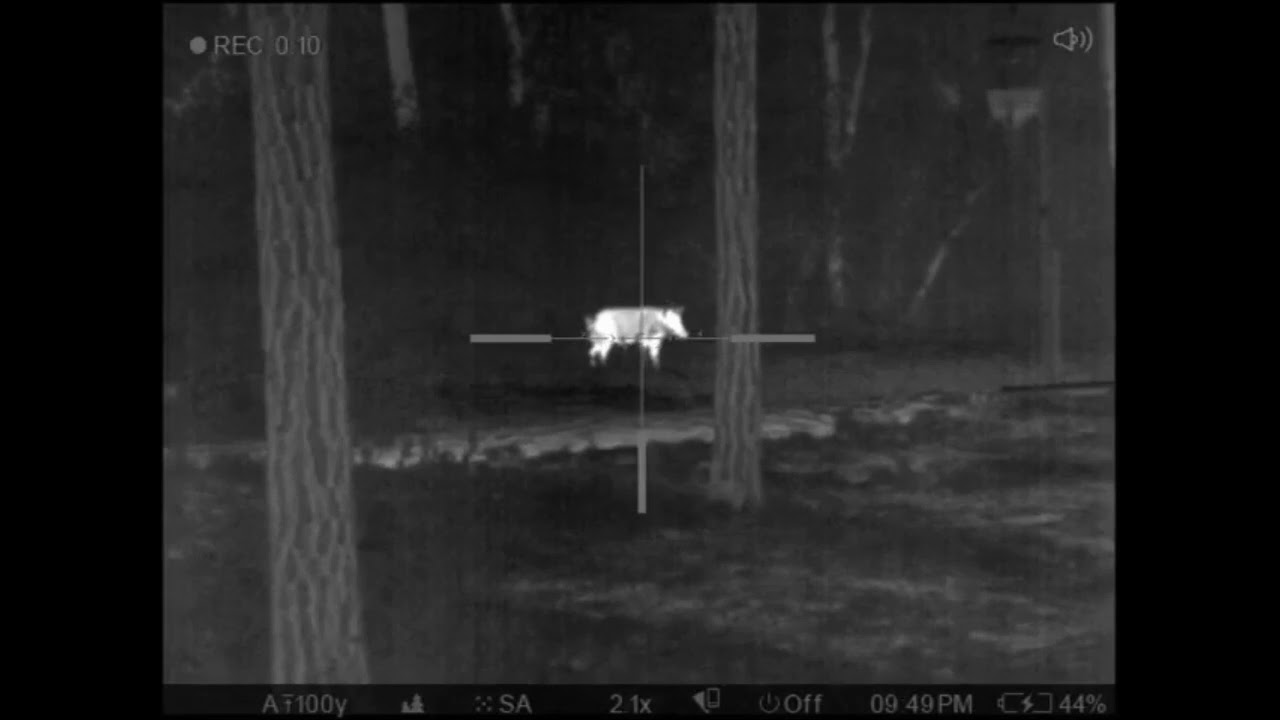Thermal Hog Hunting 2/9/20 - YouTube