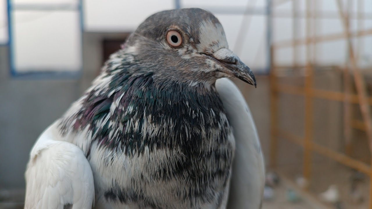 Aaj B Rula Hua Fon Number Laga Kabootar Pakra | Pigeons Biz | # ...