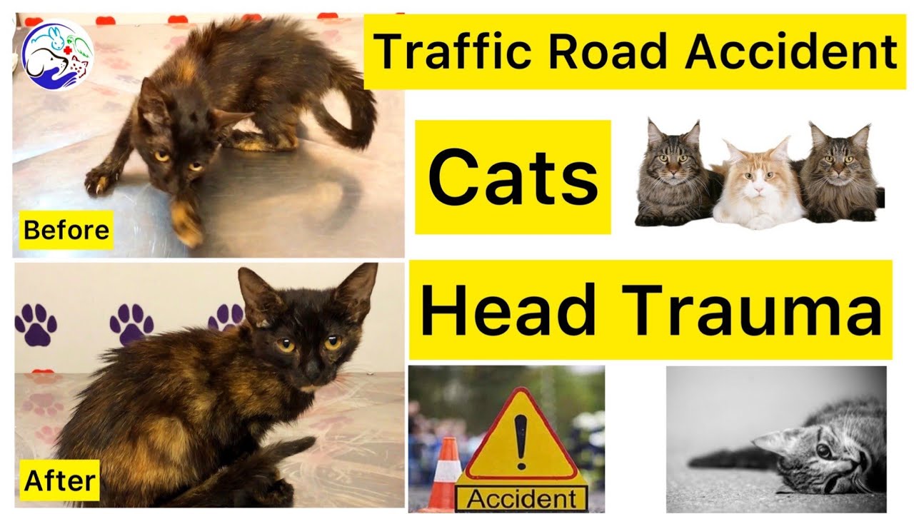 Head Trauma | Complete Recovery of Cat road accident | - YouTube