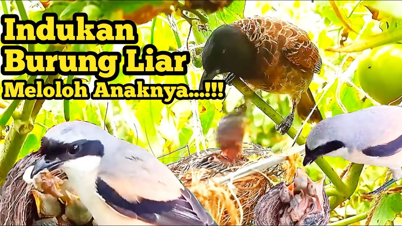 MENGINTIP BURUNG CENDET, TENGKEK LIAR SEDANG MELOLOH ANAKAN||BIRD OF ...