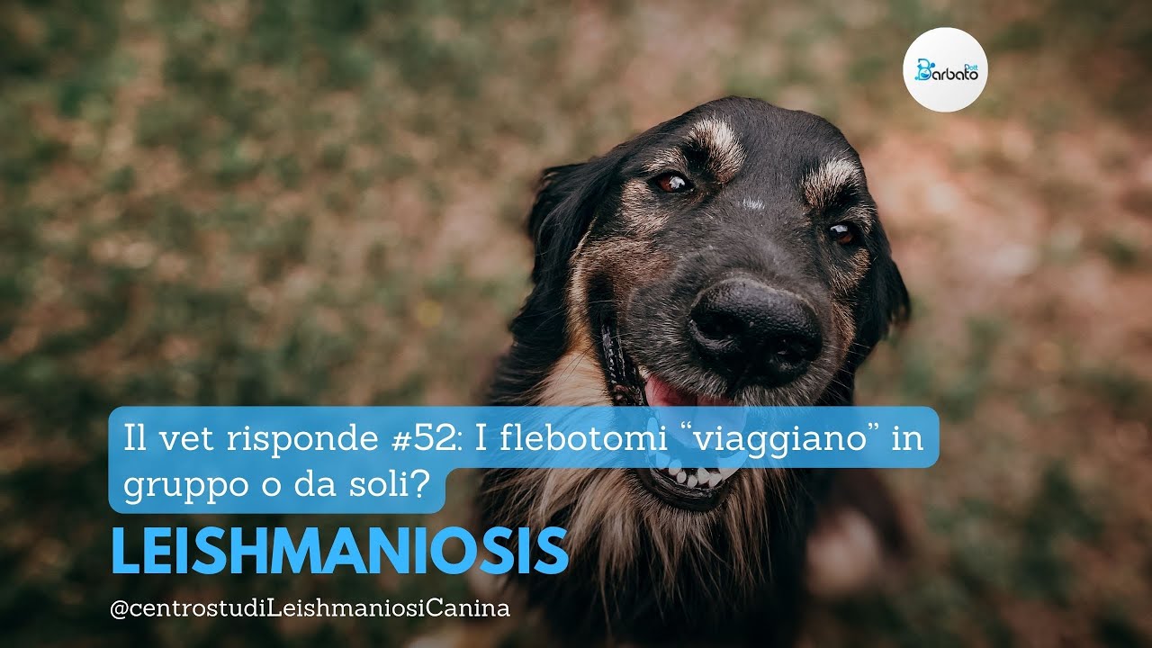 Il vet risponde #52: Flebotomi, "viaggiano" in gruppo o da soli? - YouTube