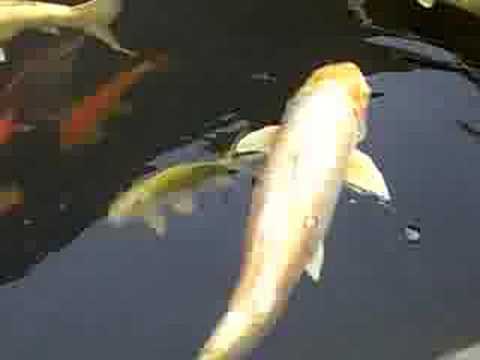 KOI eat SILK WORMS , Ca' Koi a(n NHONG^. - YouTube