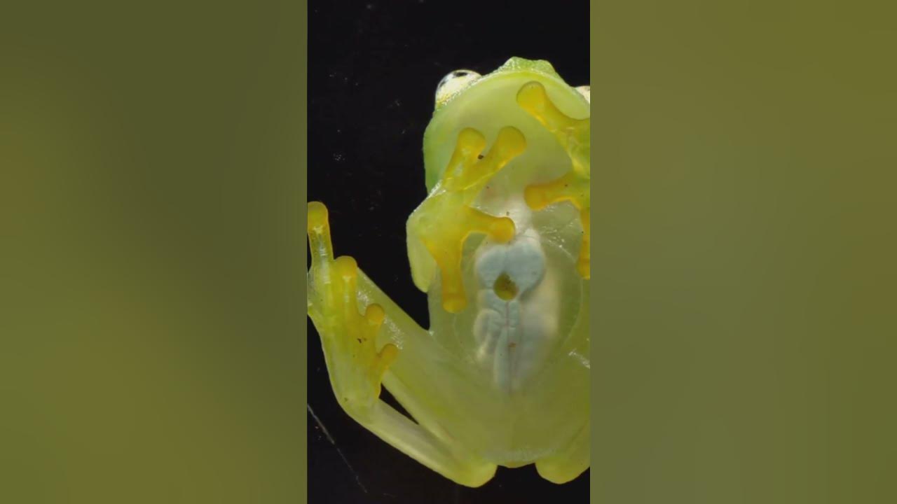 3 Fun Facts About Glass Frogs funfacts facts animals frog nature 3-fun-facts-about-glass-frogs-funfacts-facts-animals-frog-nature