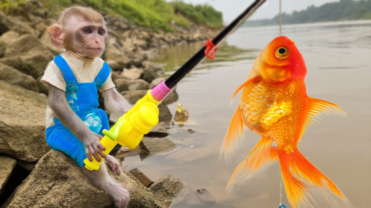 Baby Monkey Chu Chu Goes Fishing By The Stream And Eats Fruit With ...