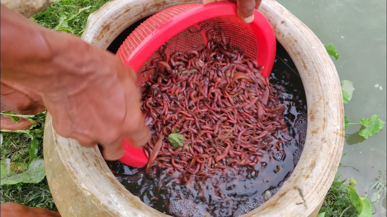 চাষ উপযোগী দেশি শিং মাছের পোনা | Deshi Shing Fish Culturing System ...
