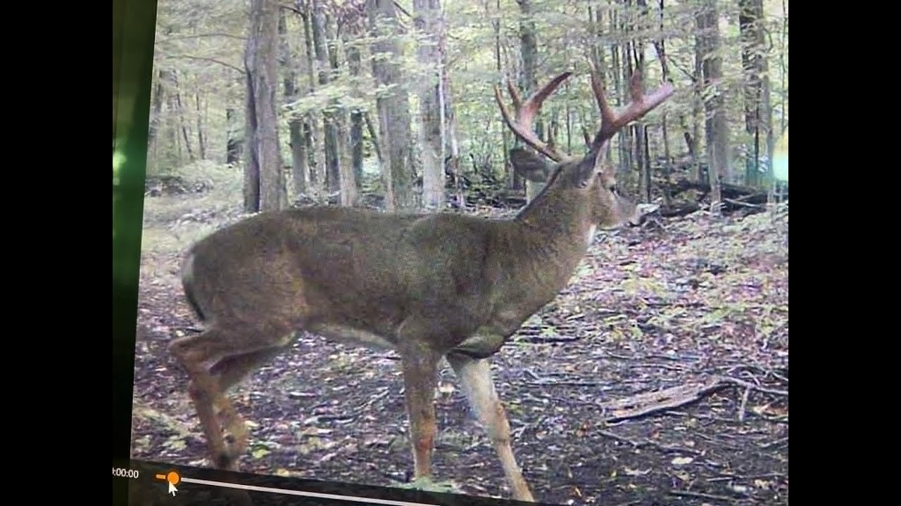 A Day at our deer bush.. target shooting the Bowtech - YouTube