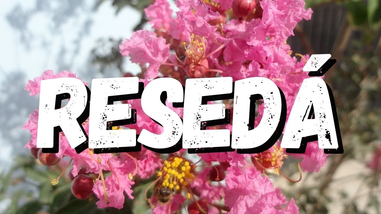 Resedá: Um Guia Completo Desta Planta Linda - YouTube