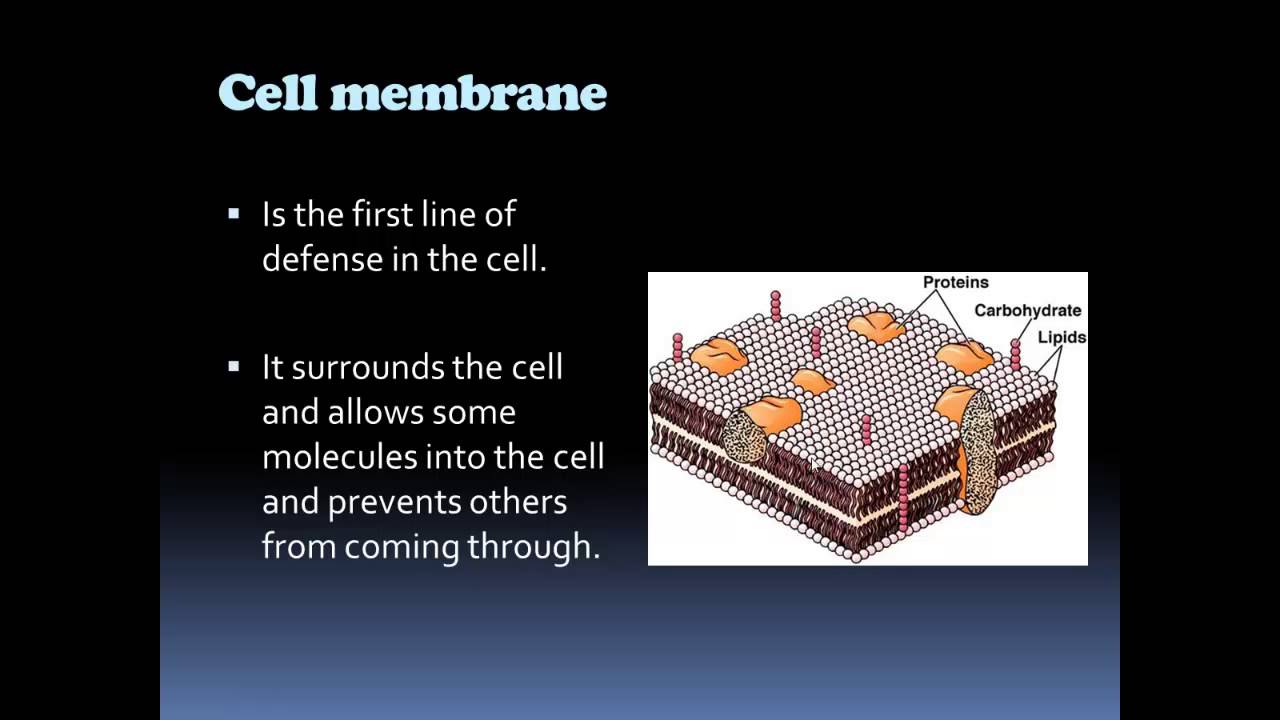 Cells and the Environment - YouTube