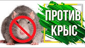 🐀 Как гарантированно избавиться от крыс и мышей на даче. Обзор ...