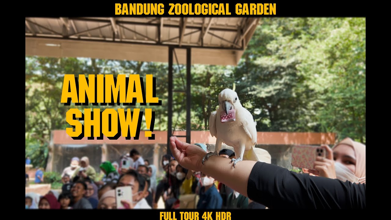 Walk in the ZOO! ANIMAL SHOW! Bandung Zoological Garden, Indonesia [4K ...