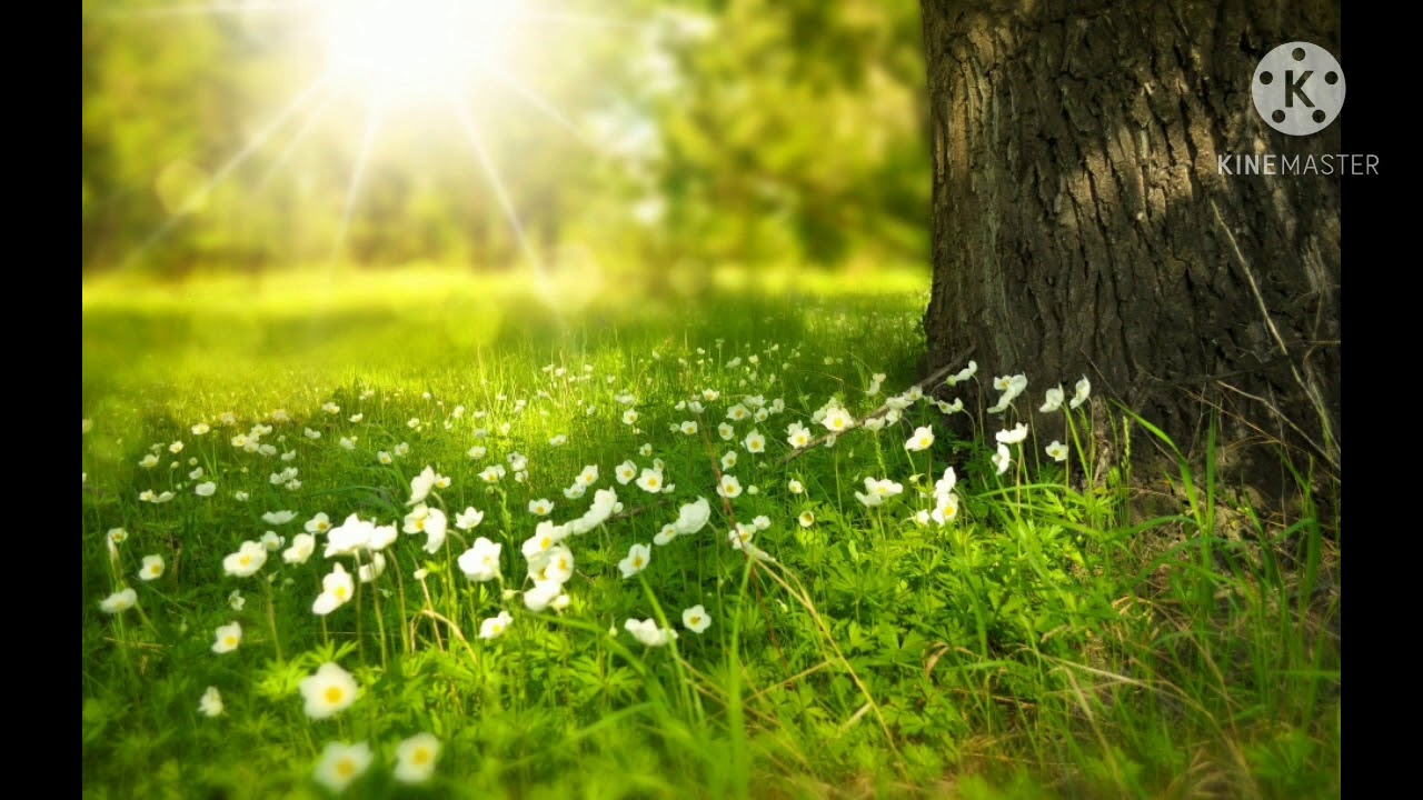 Very relaxing and calming zen music, Best for Spa, meditation, good ...