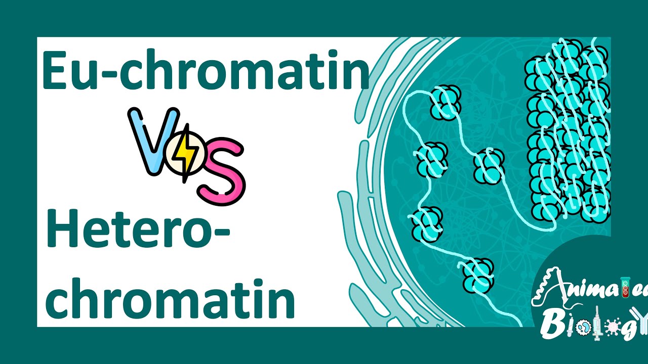 Euchromatin vs heterochromatin | Molecular differences between ...