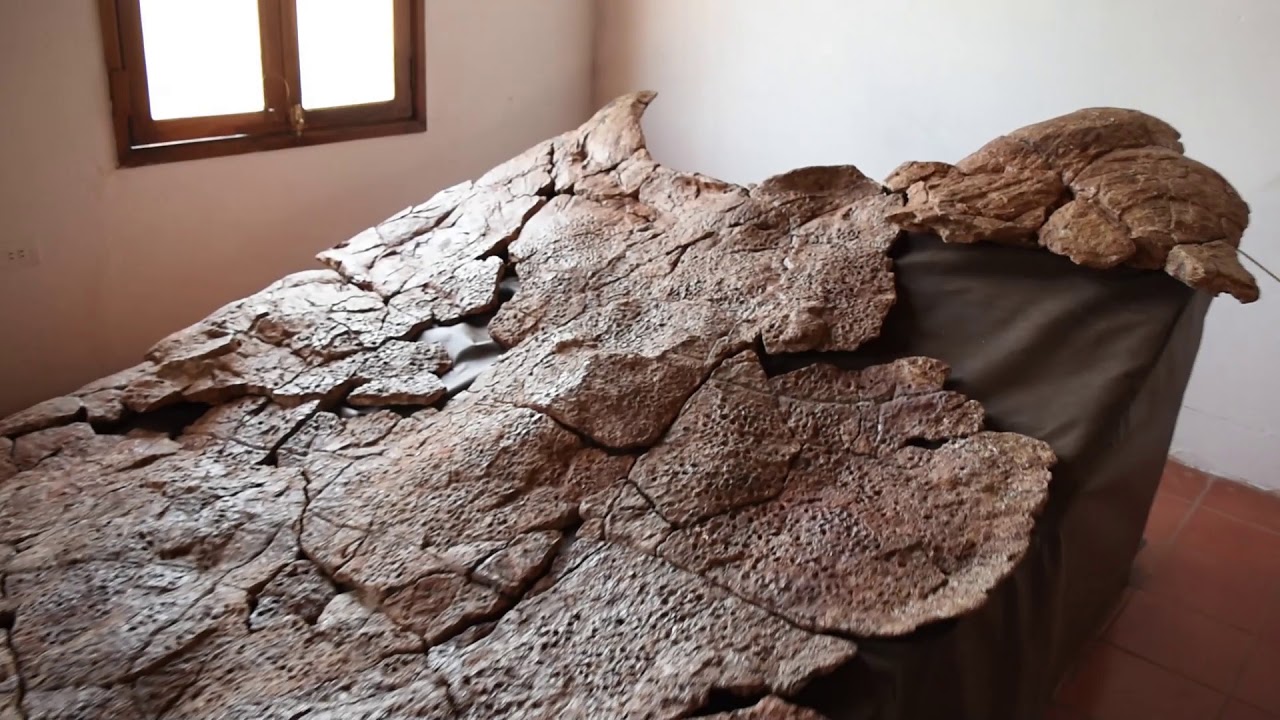 Video1 StupendemysMaleVenezuela - YouTube